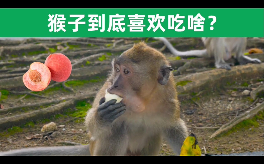 猴子喜欢吃什么你知道吗,为什么我们会认为猴子喜欢吃桃子和香蕉呢?