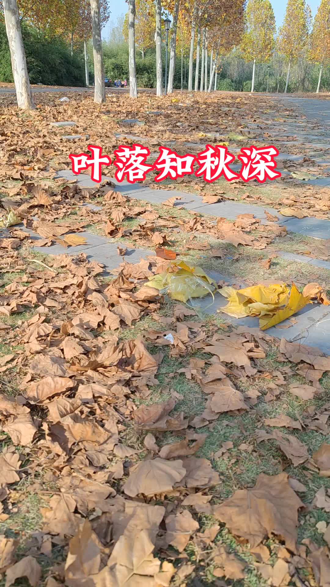 叶落知秋深 #我要上热门 户外露营的咖啡,来看花开花落花树叶满天飞...