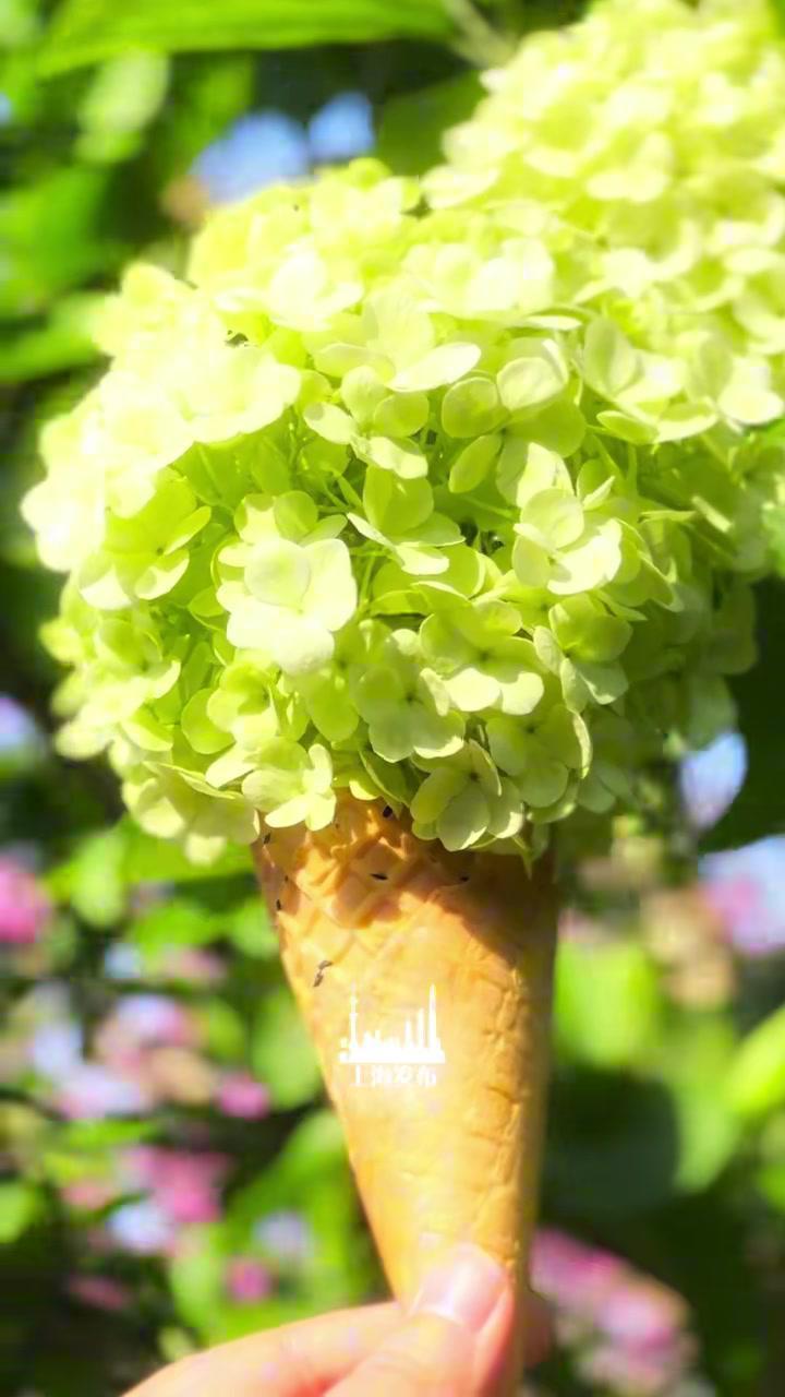 春风轻拂,#上海漕河泾公园的绣球花已悄然绽放,白绿交织的花球簇拥...