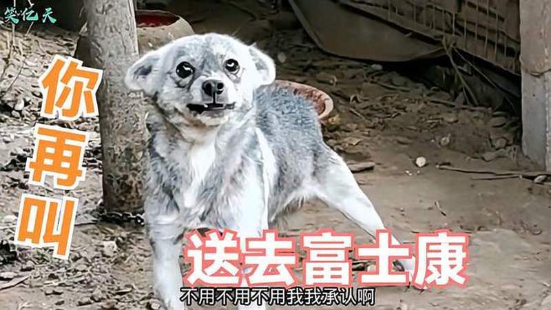 狗都怕的地方,你怕不怕