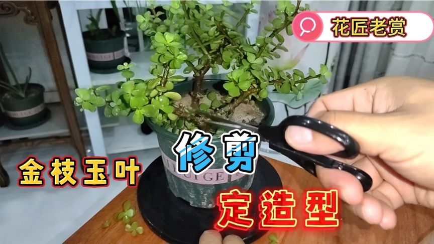 盆栽金枝玉叶要定期修剪,造型随心定,苍老古树、迎客松,你来选