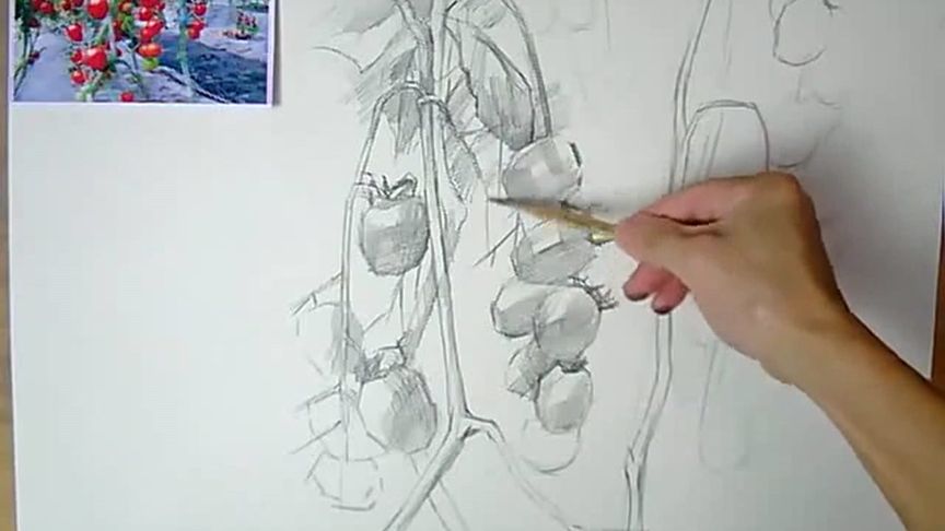 素描中级教程:第10讲,大棚内种植西红柿写生