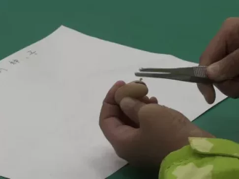 观察和解剖种子