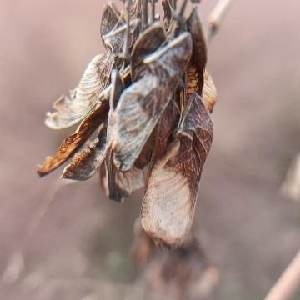 于无声处社法在线 