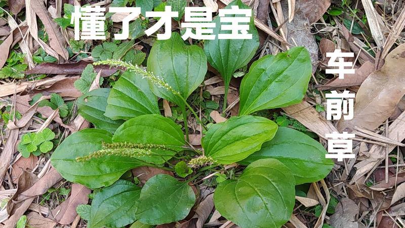 车前草有这么棒的妙用?懂的人当它宝,分享五种正确做法