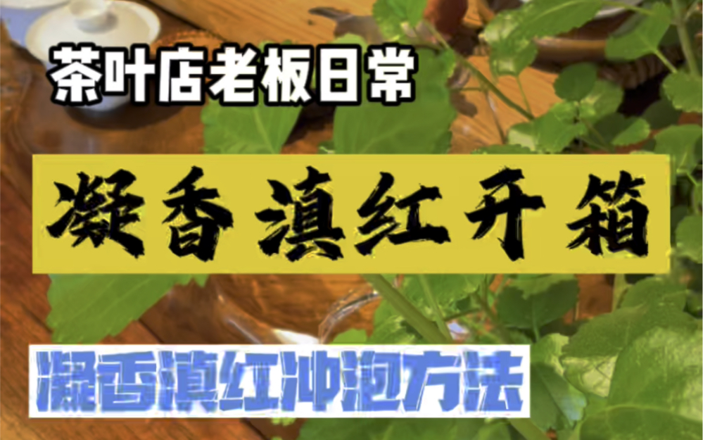 这款滇红能把人香晕了!