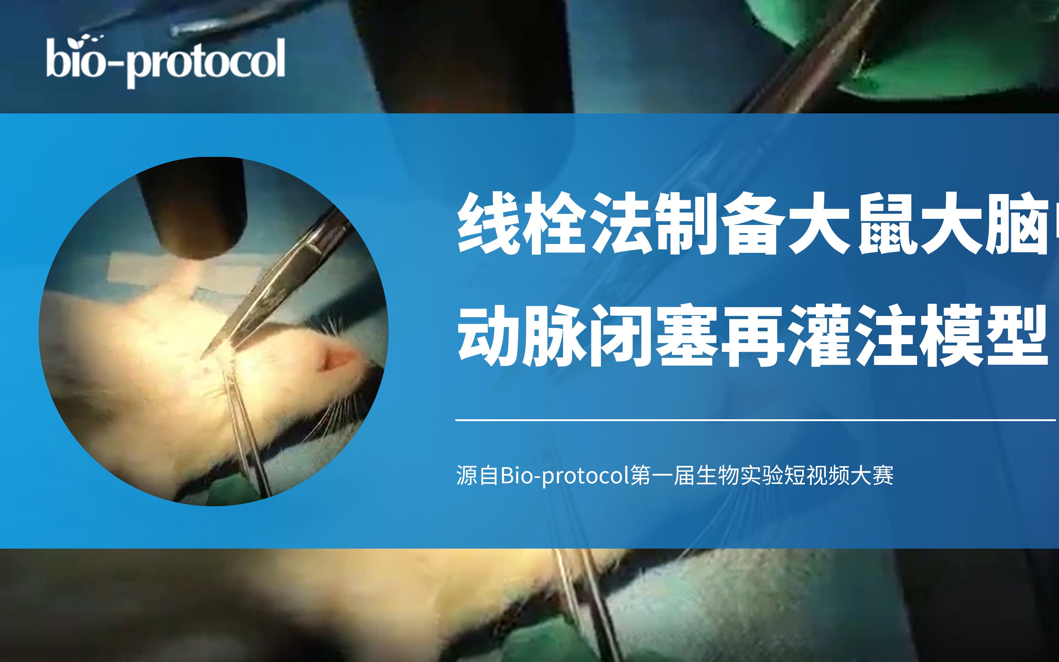【Bio-protocol】线栓法制备大鼠大脑中动脉闭塞再灌注模型
