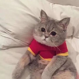 一只啥也不会的喵 