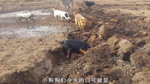 在鼠患猖獗的城市中,勇敢的闰土与小狗共闯难关,逆转局势之战!