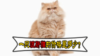 纯种波斯猫多少钱一只?