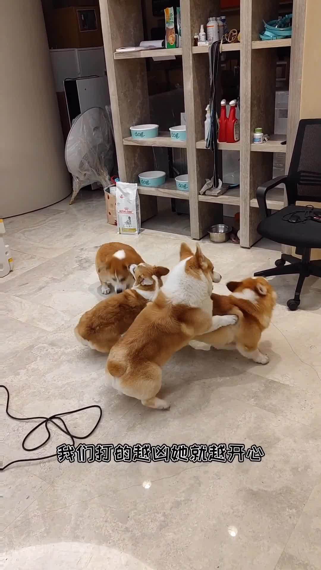 有铲屎官和我一样喜欢看自己毛孩子打架的嘛