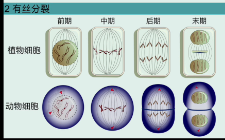 【细胞的增殖】有丝分裂的过程