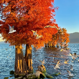 竹影清风赵月明 