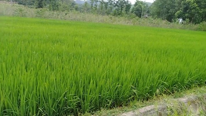 这才多久不见,田里的禾苗就疯长成这个样子,看得我瞪大了眼!
