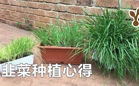 韭菜种植的3点技巧 + 3盆生长对比