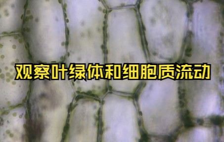 【实验视频】观察叶绿体和细胞质流动
