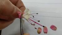 解剖实验视频