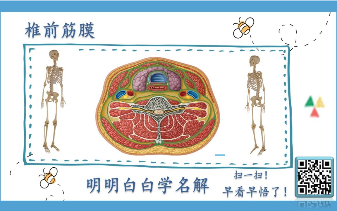 明明白白学名解—椎前筋膜(局部解剖学)