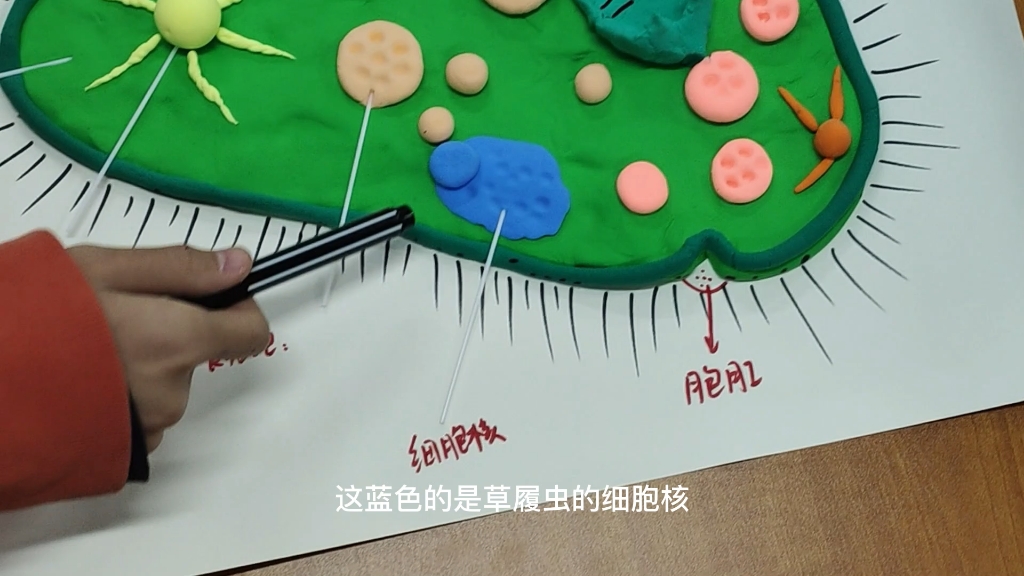 眼虫及草草履虫模型制作