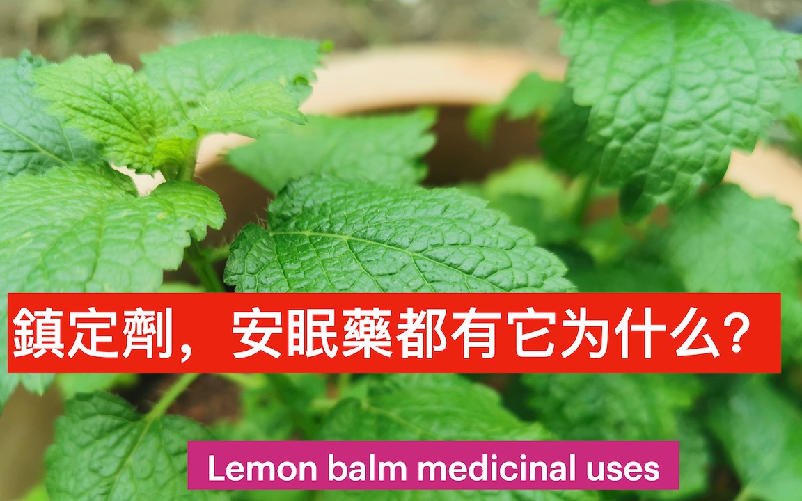 为什么柠檬香蜂草 可以流传三千多年?