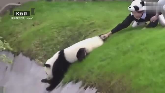 日本动物园里的大熊猫,太调皮让管理员无奈