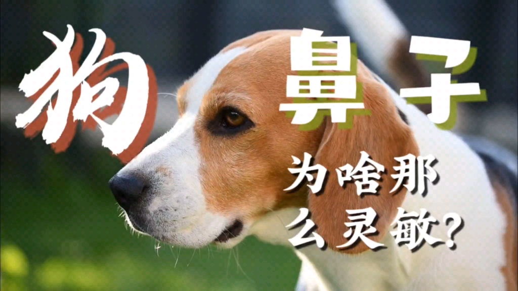 狗的鼻子为什么那么灵敏?