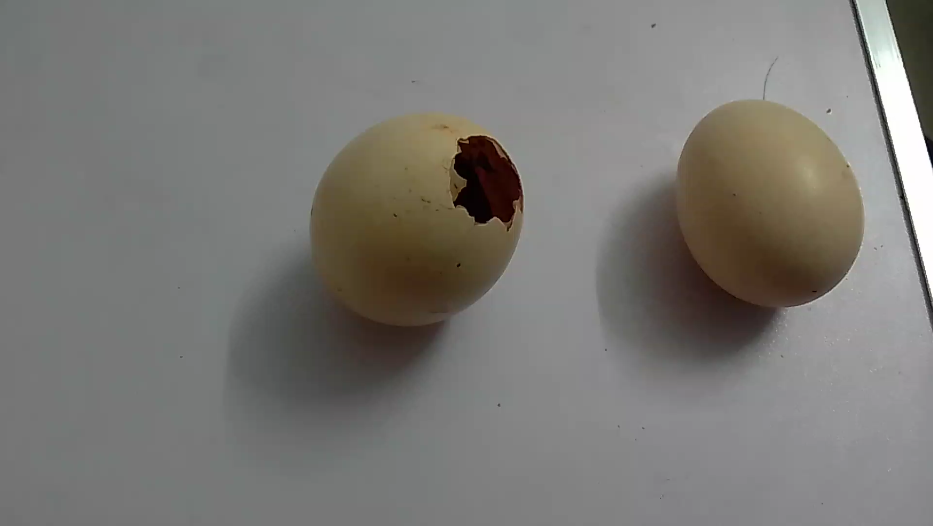 用鸡蛋自制不倒翁