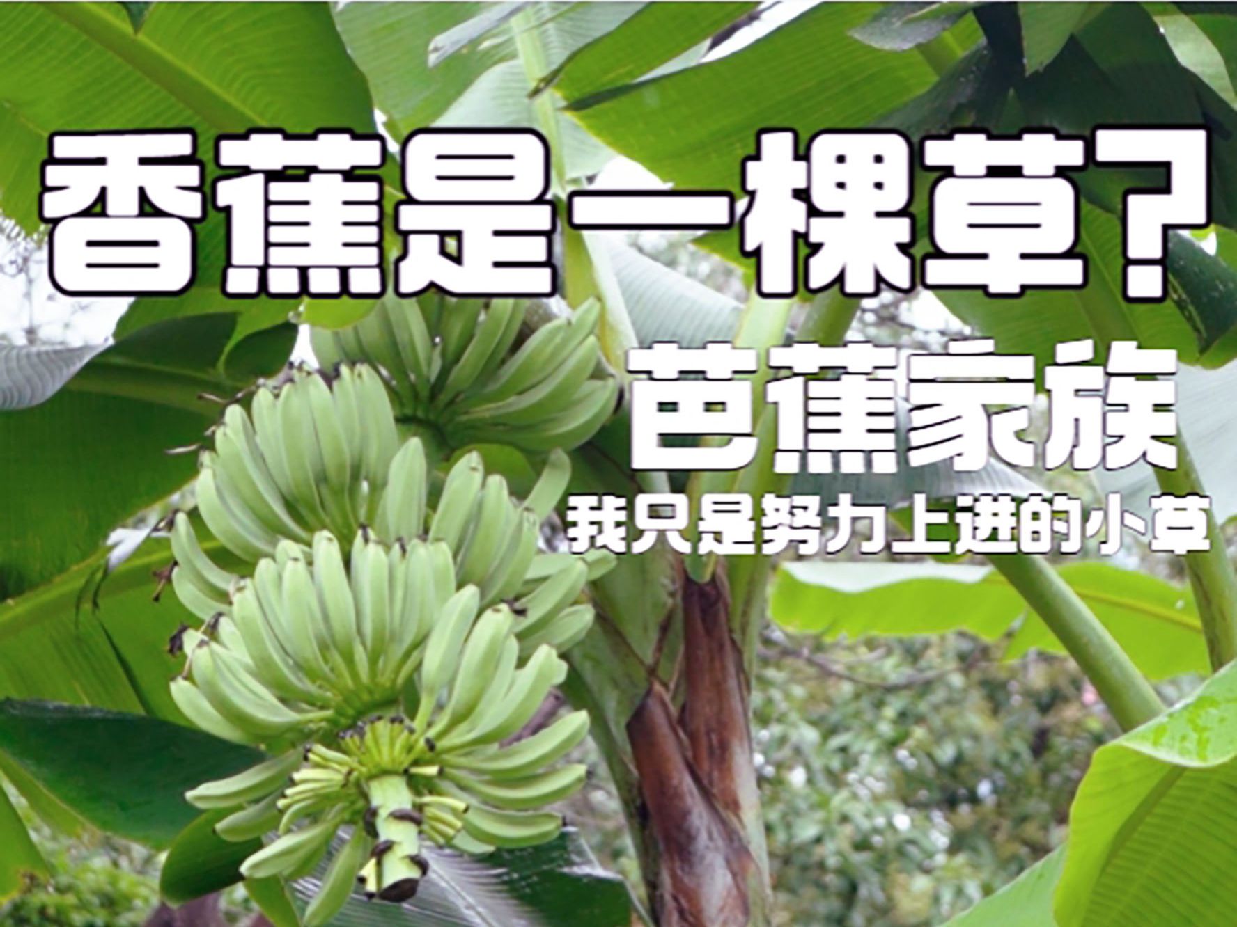 是草不是树的香蕉,为什么还没有种子?芭蕉 | 植物科学画