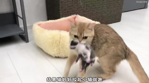 捡了只小流浪猫,丢给坐月子的母猫后,结果却悲剧了