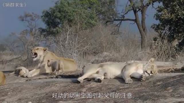 为什么说动物世界很残忍?看完这部纪录片就知道,简直毫无人性!