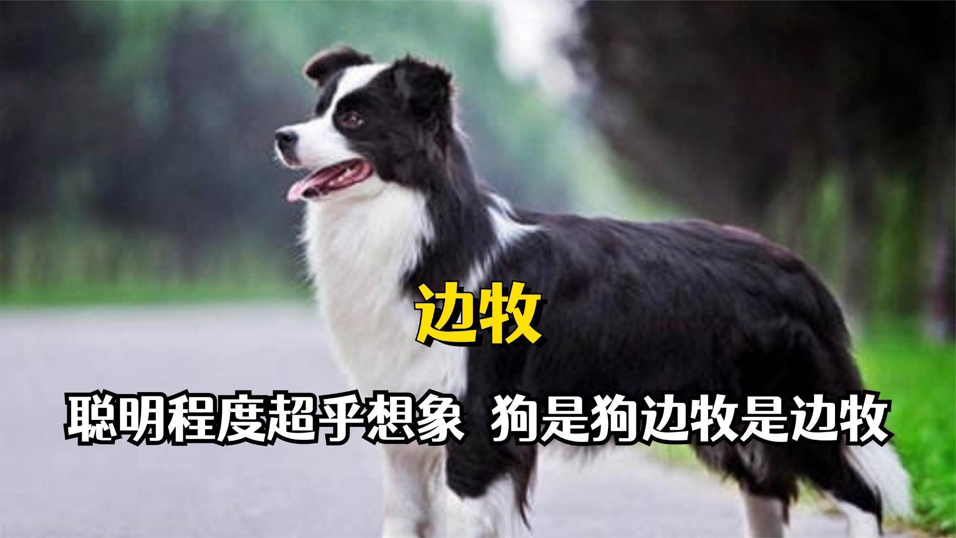 当你家里养了一只边牧,你就会明白,狗是狗边牧是边牧