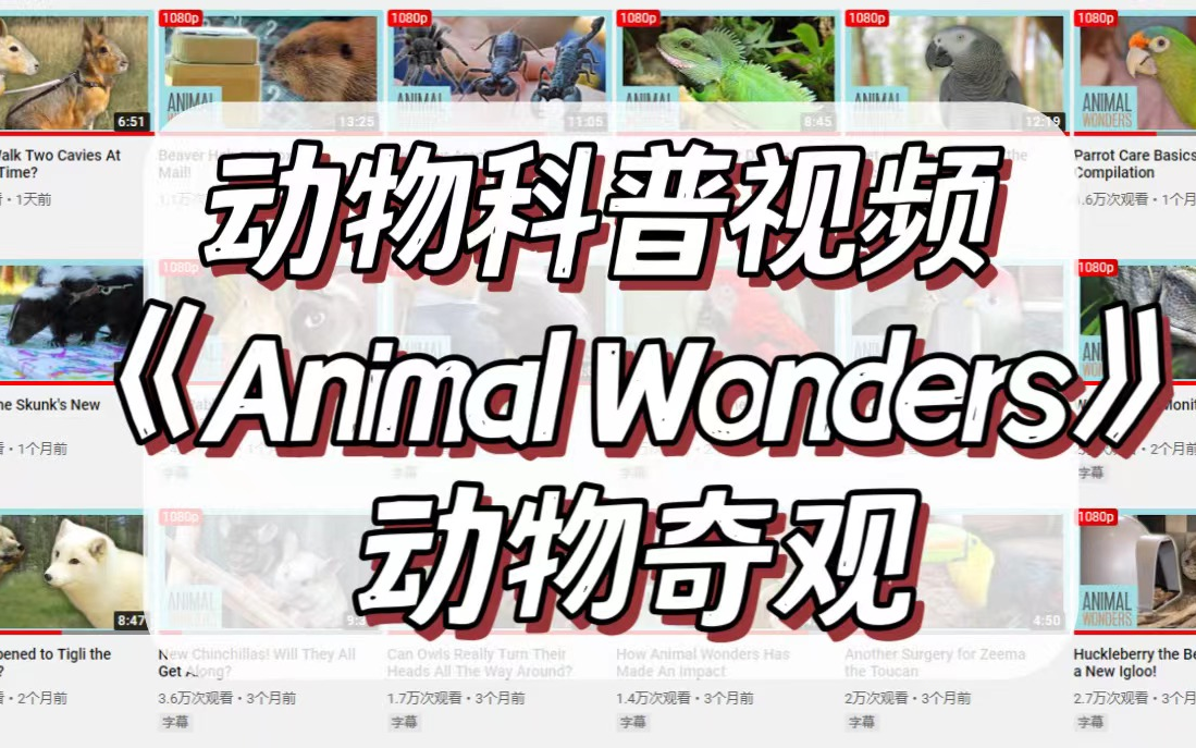 【350集】动物科普视频《Animal Wonders》动物奇观,绝对是一部让娃...