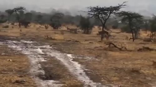 动物世界的捕猎竞赛--看非洲二哥鬣狗高超的捕猎策略与技巧