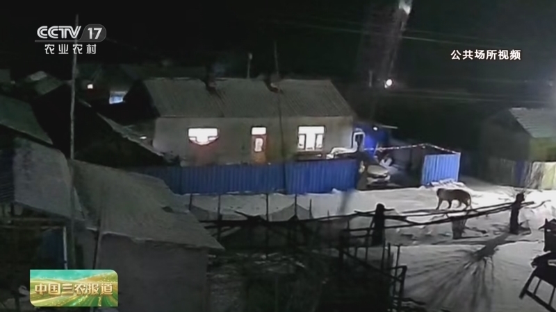 [中国三农报道]黑龙江穆棱 东北虎进村闲逛 未造成人员伤亡