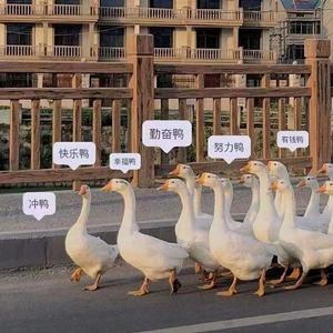 奶酪说趣事 