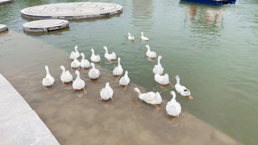 #治愈系风景 做人要像鸭子一样,表面不动声色,脚底下奋力划桨。