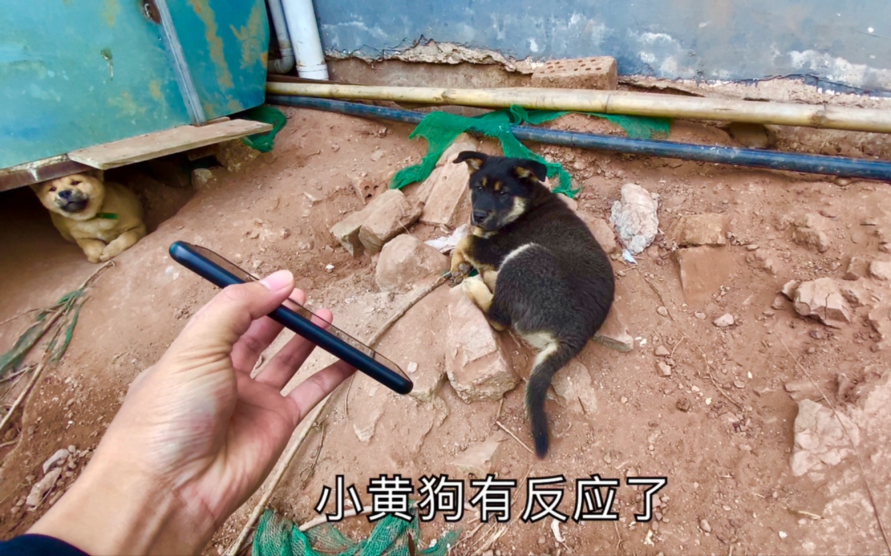 用狗语翻译器跟小狗交流,说我要炖了你,看它的反应是怎样!