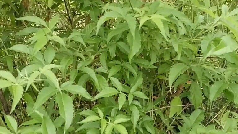 这种树木,在农村都有哪些用途?