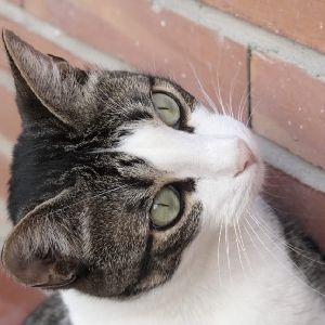 十块钱废物小猫咪 