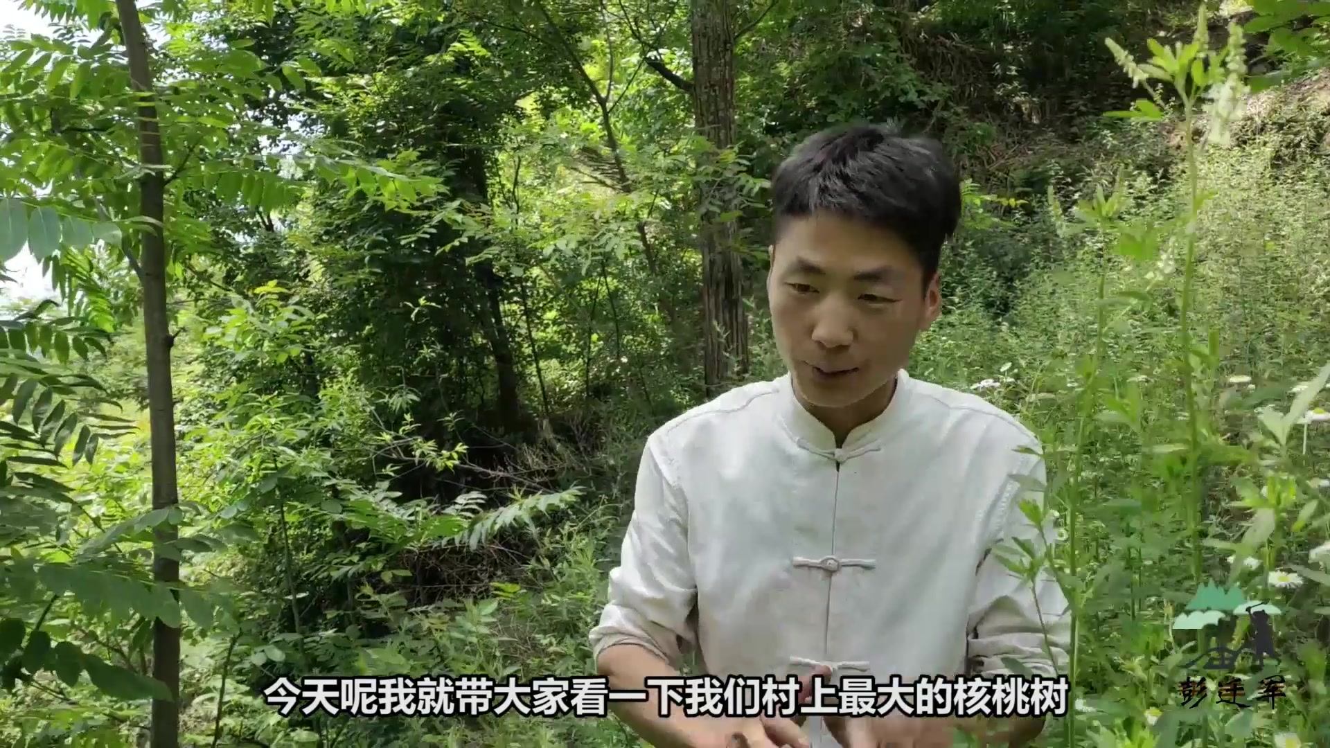 300年的大核桃树,你知道一年的核桃能卖多少钱吗