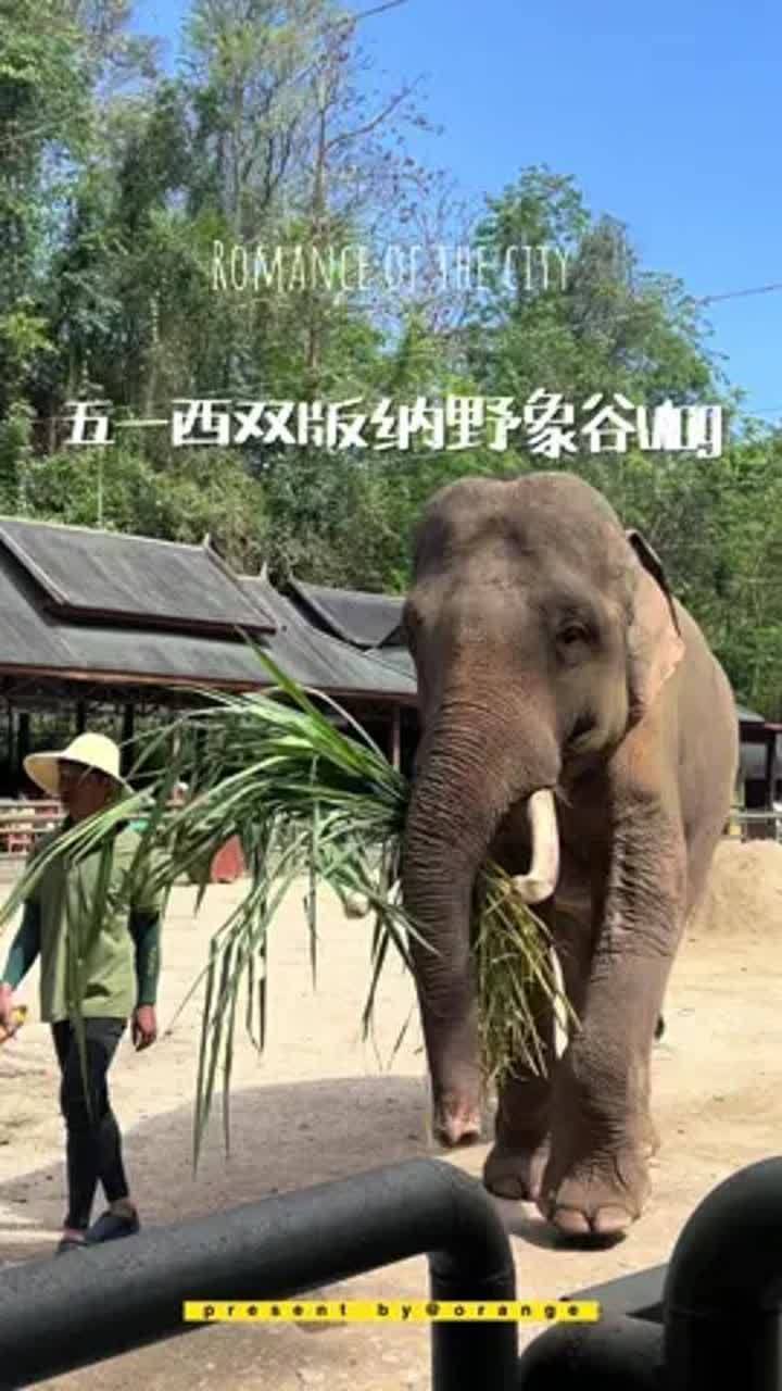 野象谷看大象表演的一天,特别有趣哦 大象超级大