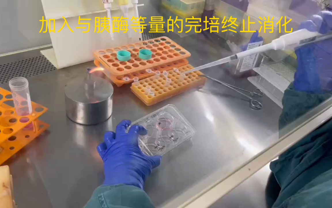 科研必备—cck8(细胞消化终止+离心)