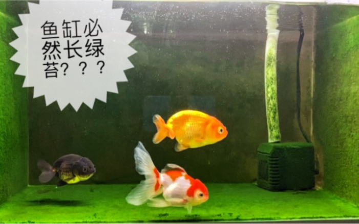 鱼缸必然长绿苔?两个方法我告诉你