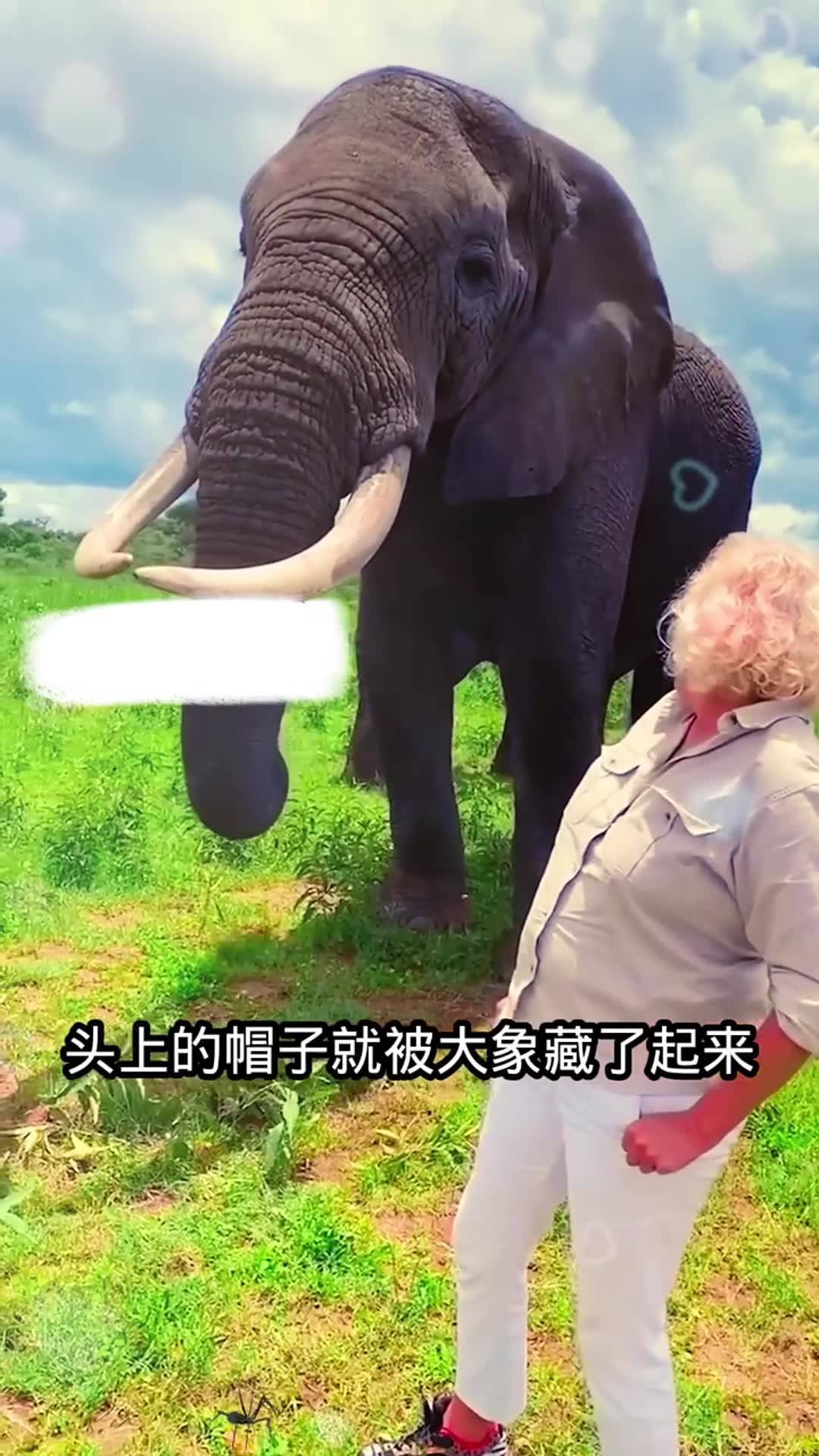 会表演魔术的大象,你们有见过吗?