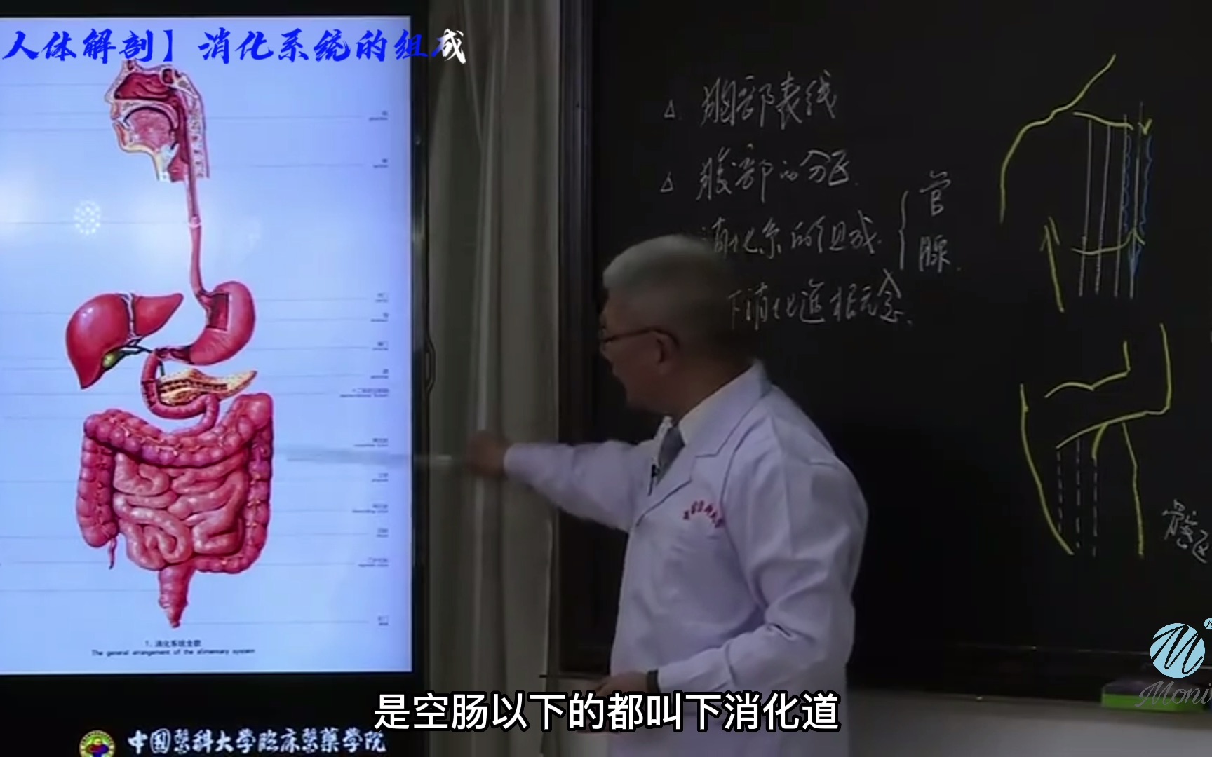 【人体解剖】081消化系统的组成