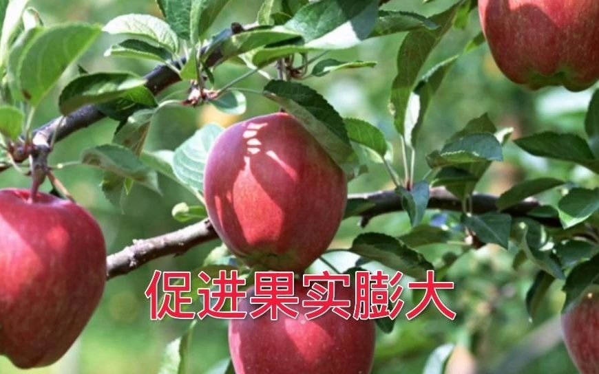 把握这些管理技巧,苹果个头大,品质好!
