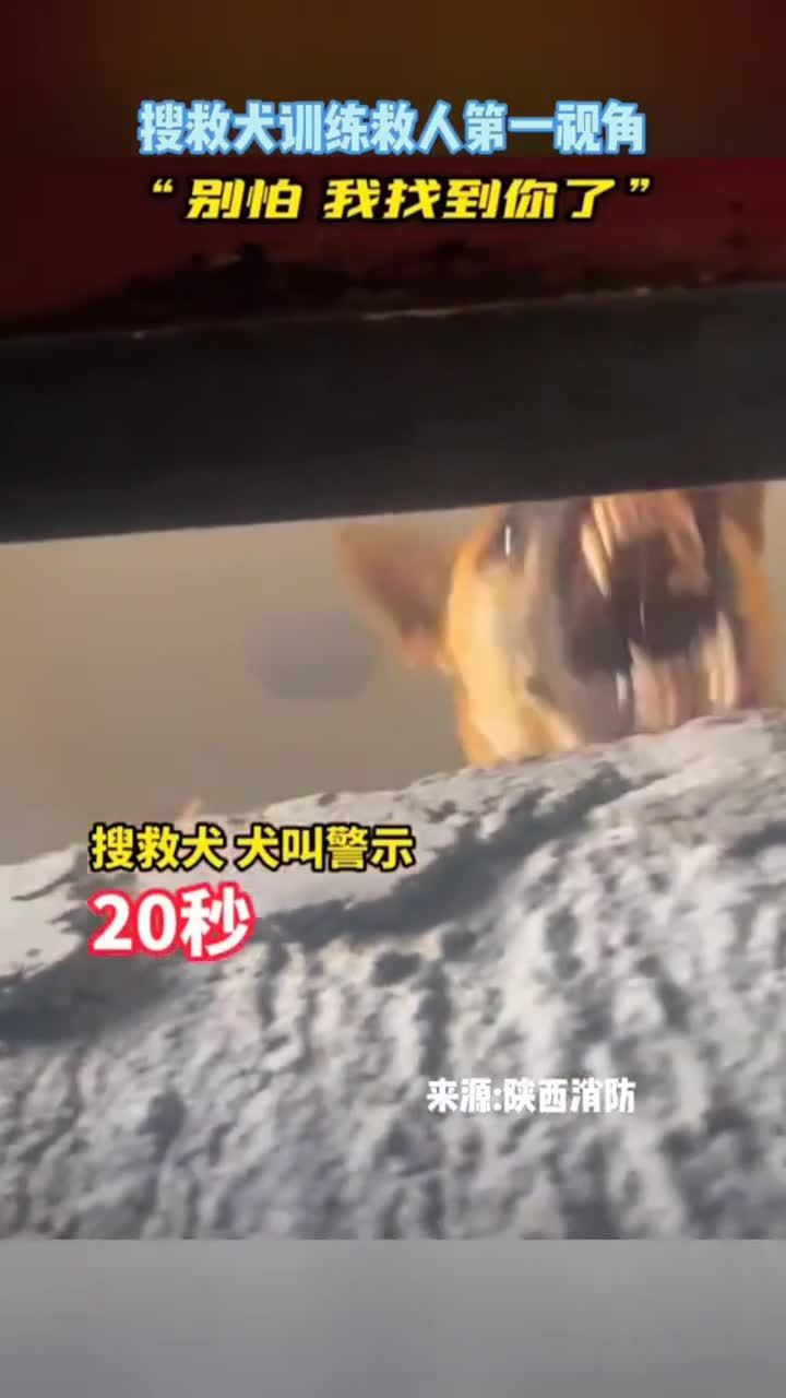 搜救犬训练救人的第一视角