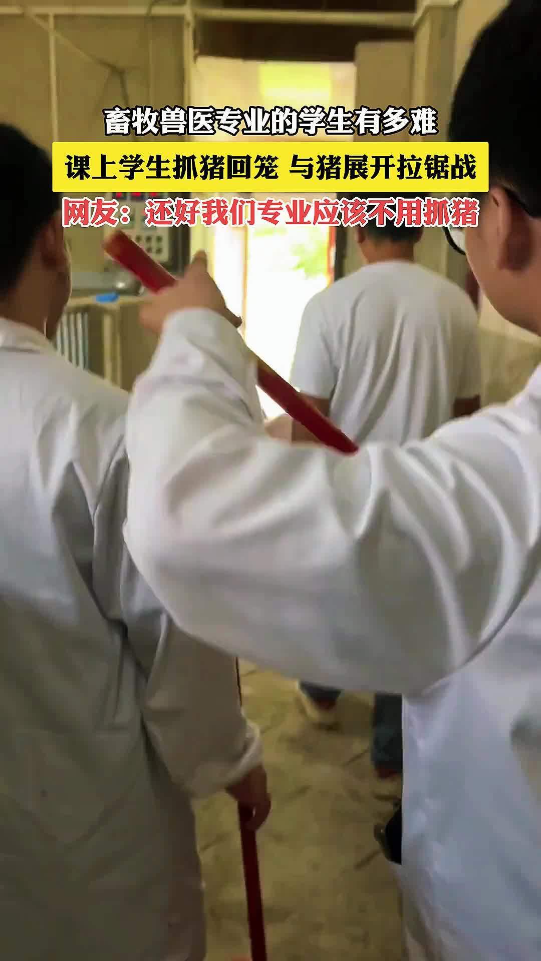 畜牧兽医专业的学生有多难,课上学生抓猪回笼,与猪展开拉锯战。