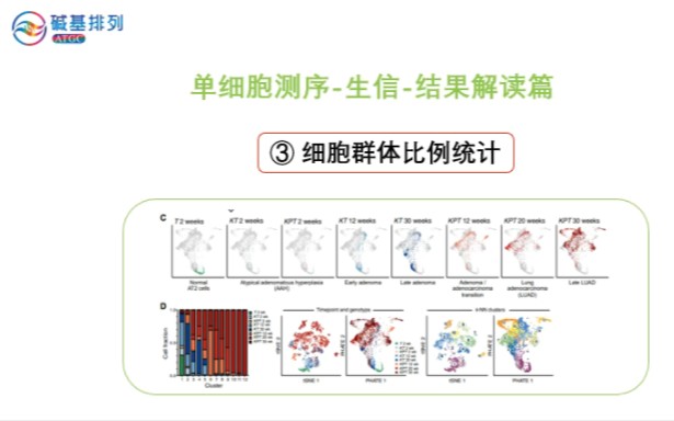单细胞测序-生信结果解读-细胞比例统计