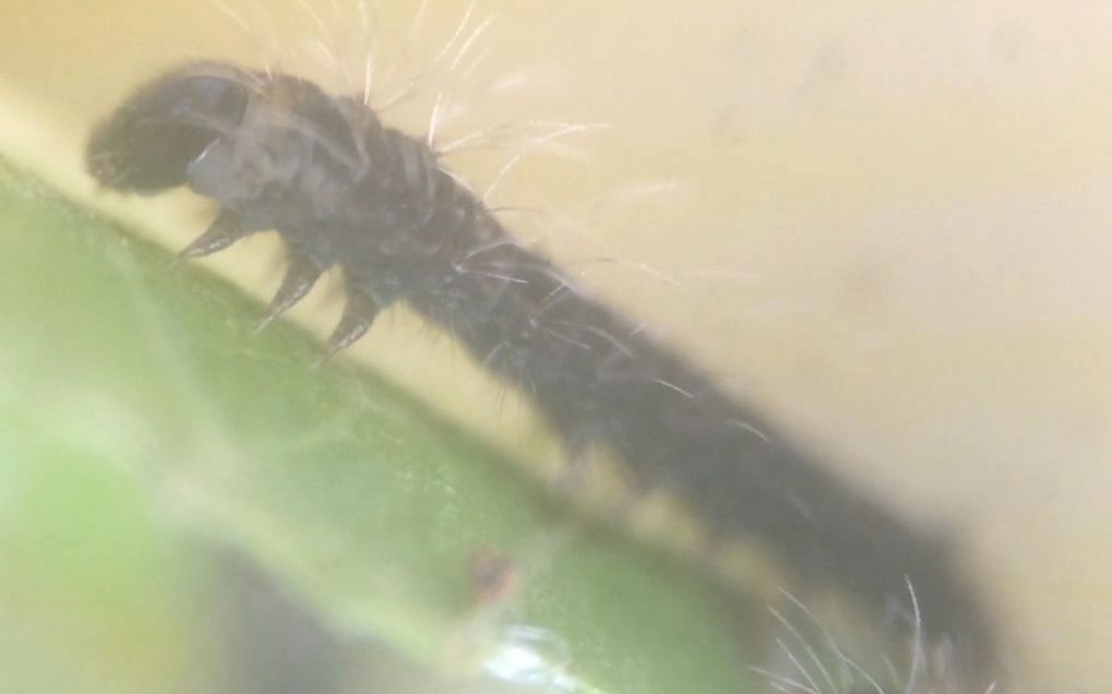 显微镜下刚出生的蚕宝宝【40X】